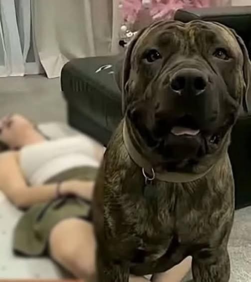 J0ven was hospitalized after being penetrat… See more – Western News